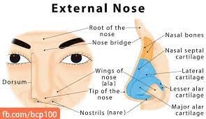 nose - The Face Clinic Oklahoma City Dermatologist & Dentist